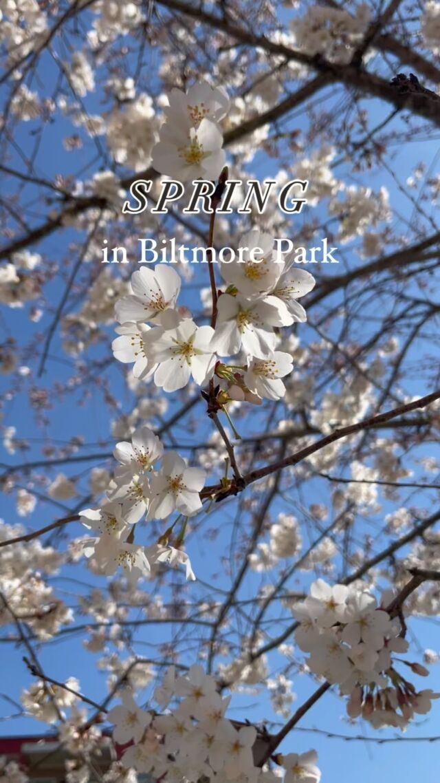 Movies - Biltmore Park Town Square